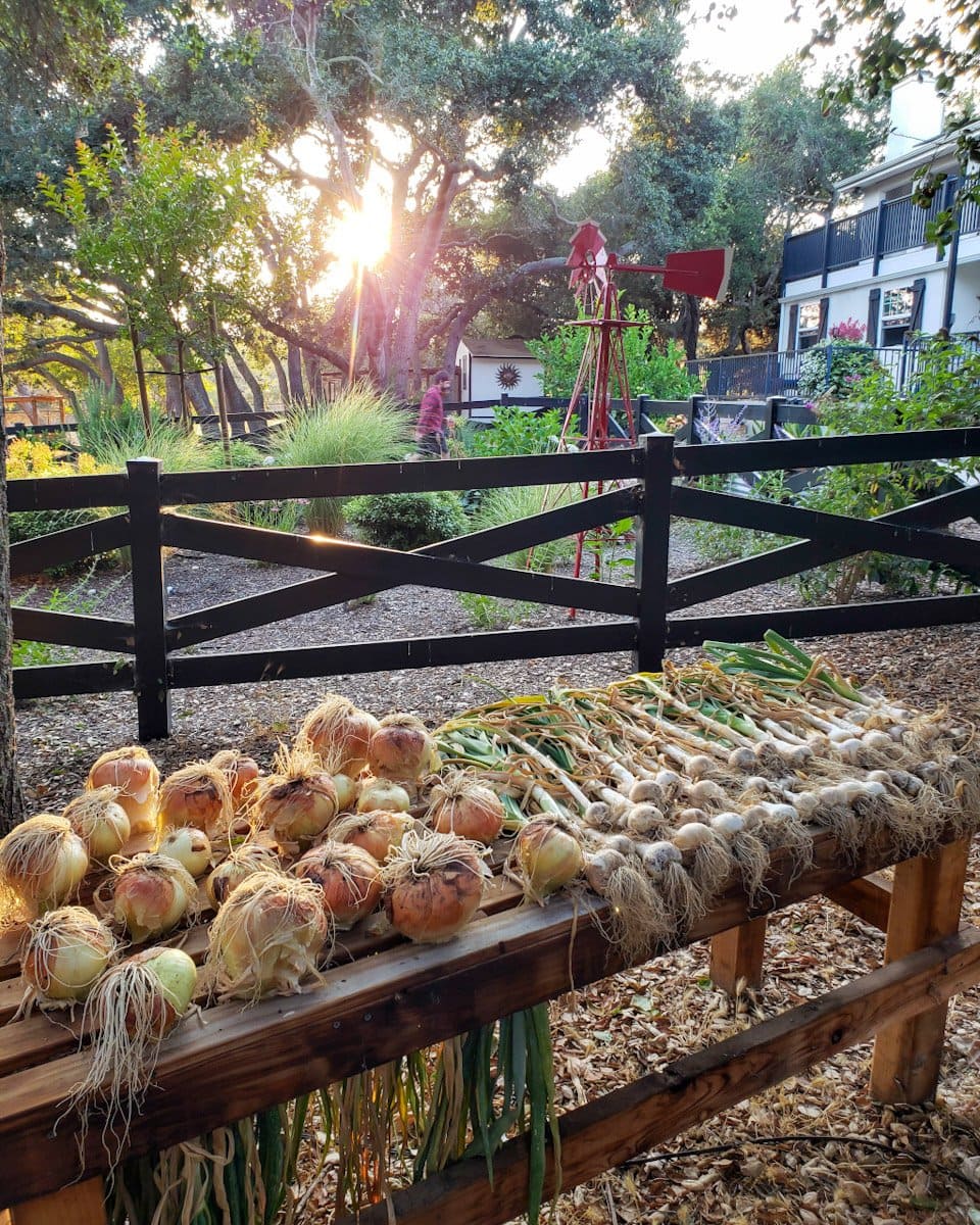 When to Harvest Garlic, Plus Curing and Storage Tips ~ Homestead and Chill
