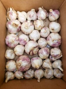 When to Harvest Garlic, Plus Curing and Storage Tips ~ Homestead and Chill