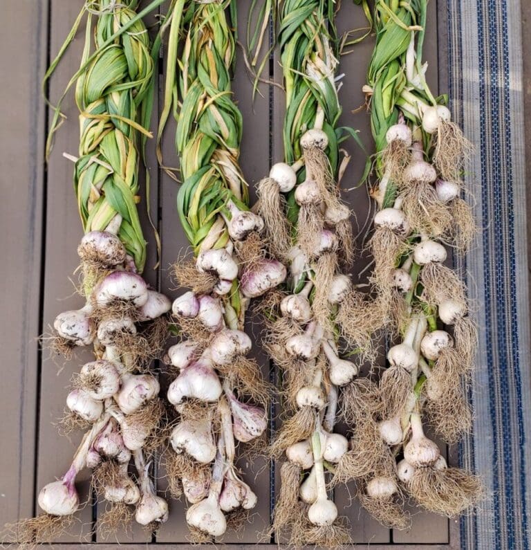 When to Harvest Garlic, Plus Curing and Storage Tips ~ Homestead and Chill