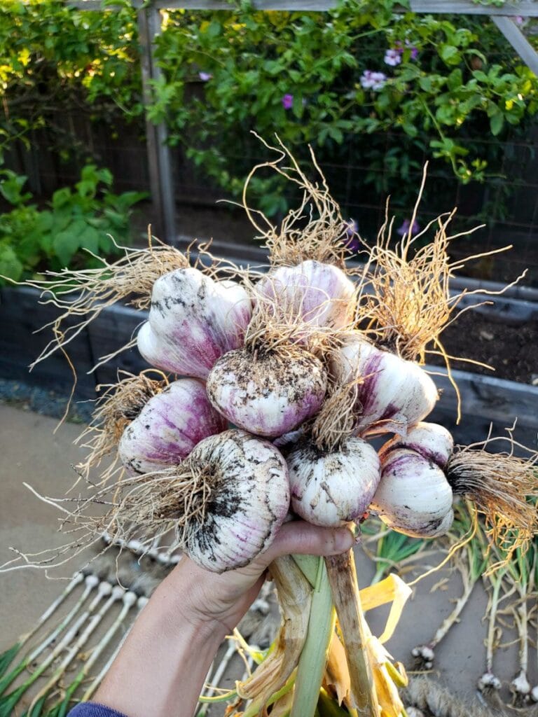 When to Harvest Garlic, Plus Curing and Storage Tips ~ Homestead and Chill