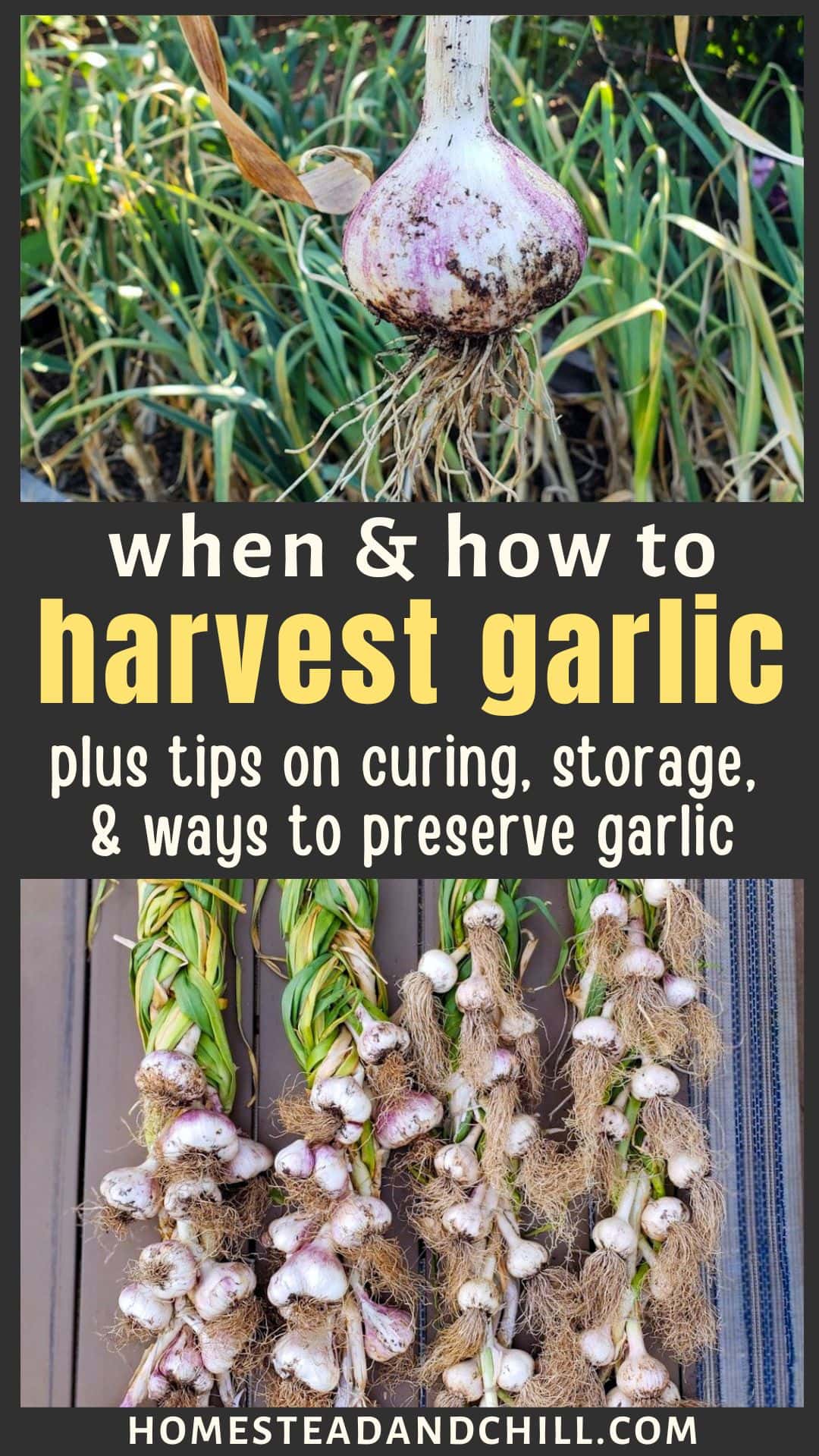 When to Harvest Garlic, Plus Curing and Storage Tips ~ Homestead and Chill