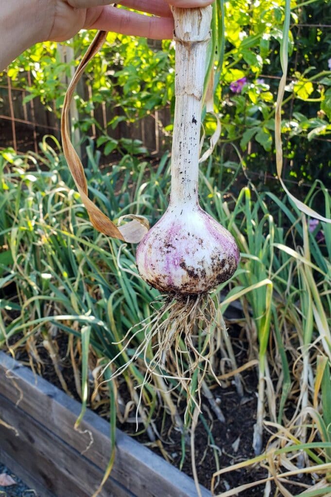 When to Harvest Garlic, Plus Curing and Storage Tips ~ Homestead and Chill