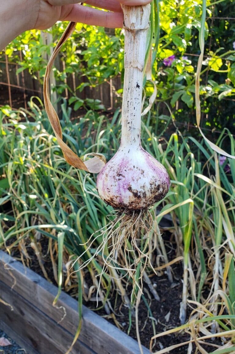 When to Harvest Garlic, Plus Curing and Storage Tips ~ Homestead and Chill