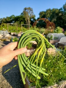 When to Harvest Garlic, Plus Curing and Storage Tips ~ Homestead and Chill