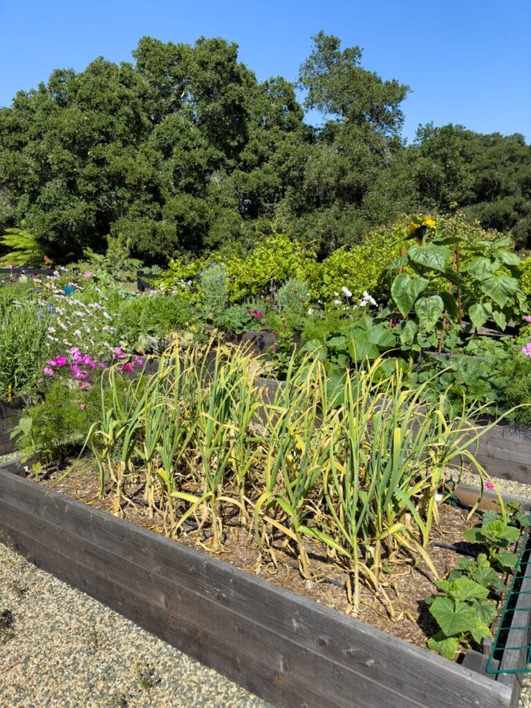 When to Harvest Garlic, Plus Curing and Storage Tips ~ Homestead and Chill