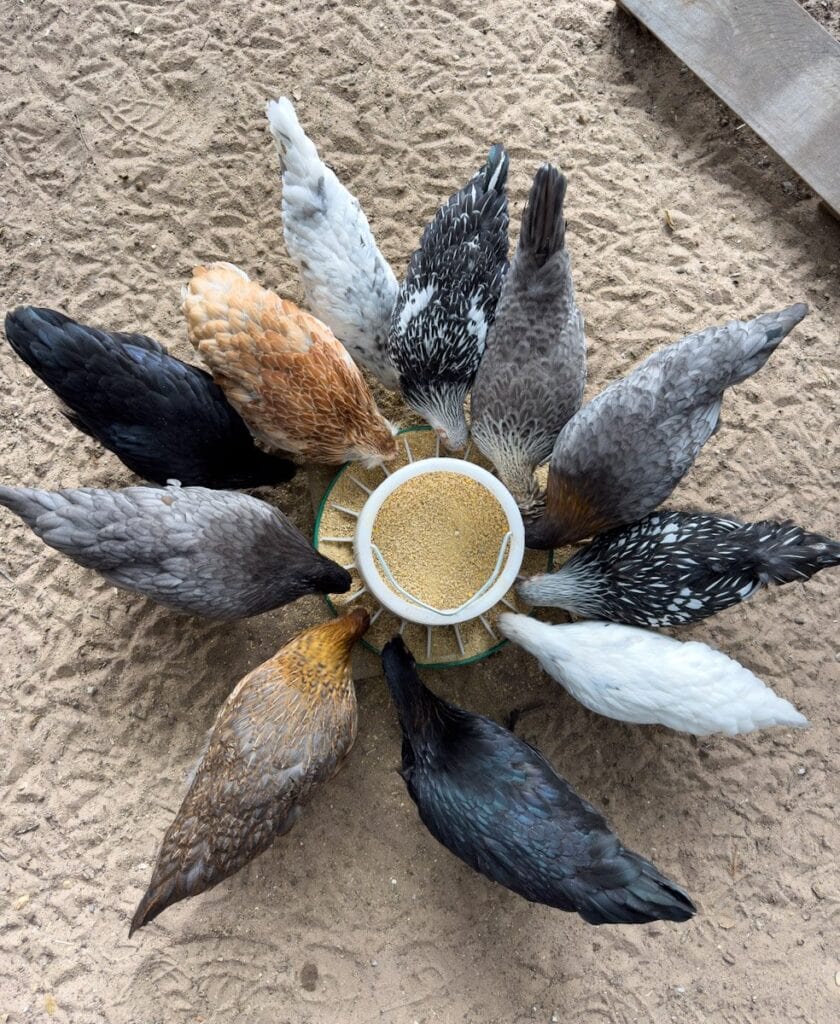 Introducing New Chickens (or Chicks) to a Flock: Best Practices ...