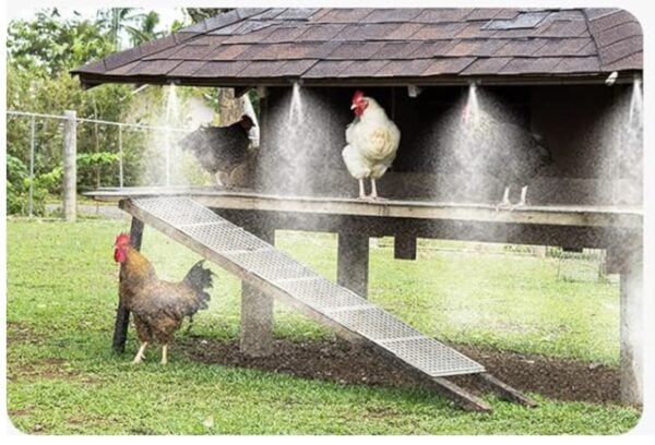 10 Ways to Keep Chickens Cool During Hot Summer Weather or Heat Waves ...