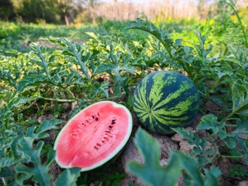 When to Harvest Watermelon: 5 Ways to Tell It's Ripe ~ Homestead and Chill