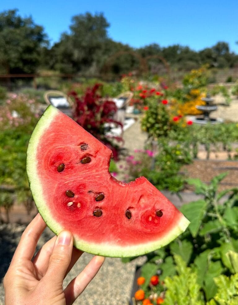 When to Harvest Watermelon: 5 Ways to Tell It's Ripe ~ Homestead and Chill