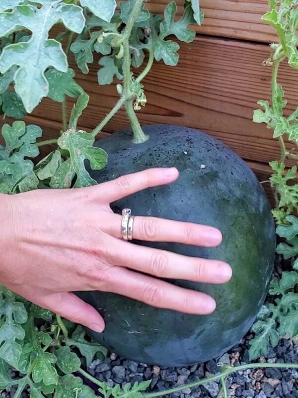 When to Harvest Watermelon: 5 Ways to Tell It's Ripe ~ Homestead and Chill