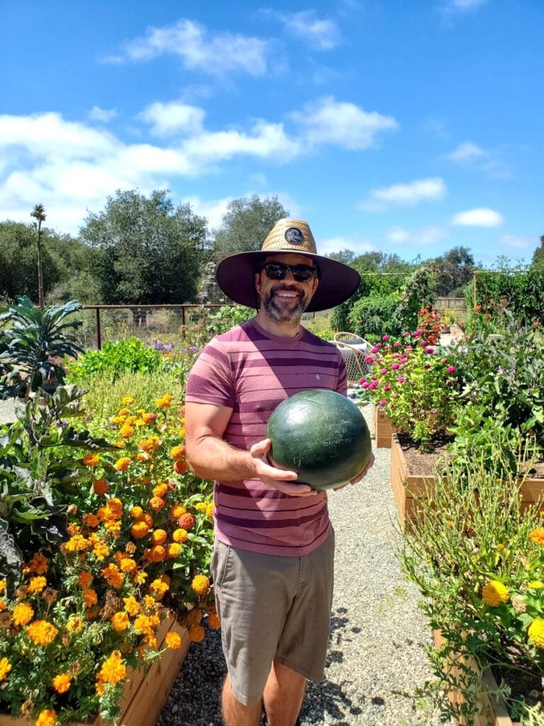 When to Harvest Watermelon: 5 Ways to Tell It's Ripe ~ Homestead and Chill