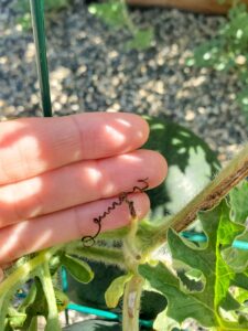 When to Harvest Watermelon: 5 Ways to Tell It's Ripe ~ Homestead and Chill