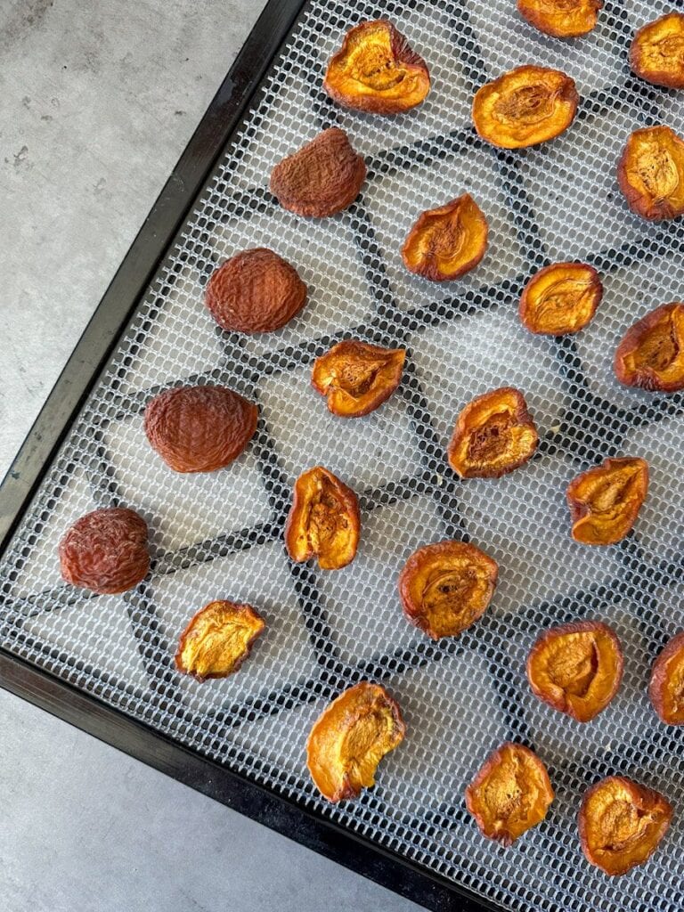 How to Dry Apricots Two Ways (Food Dehydrator or Oven) ~ Homestead and ...