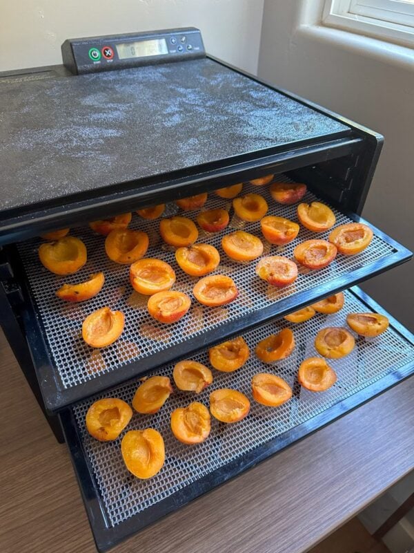 How to Dry Apricots Two Ways (Food Dehydrator or Oven) ~ Homestead and ...
