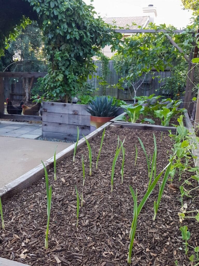 How to Plant and Grow Garlic: The Ultimate Guide ~ Homestead and Chill