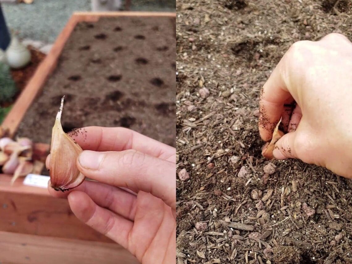 How to Plant and Grow Garlic: The Ultimate Guide ~ Homestead and Chill