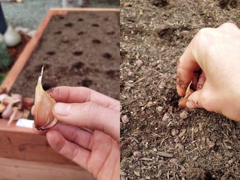 How to Plant and Grow Garlic: The Ultimate Guide ~ Homestead and Chill