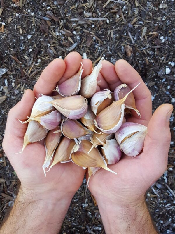 How to Plant and Grow Garlic: The Ultimate Guide ~ Homestead and Chill