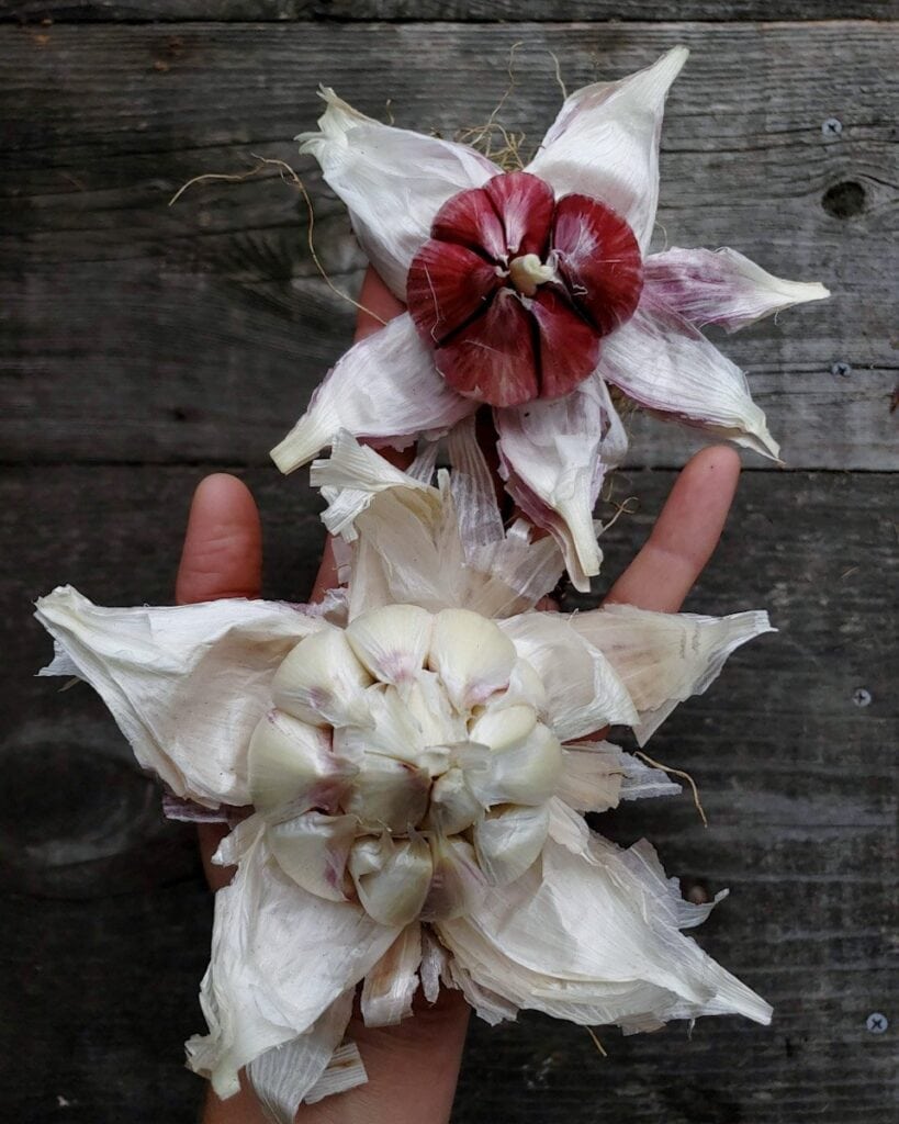 How to Plant and Grow Garlic: The Ultimate Guide ~ Homestead and Chill