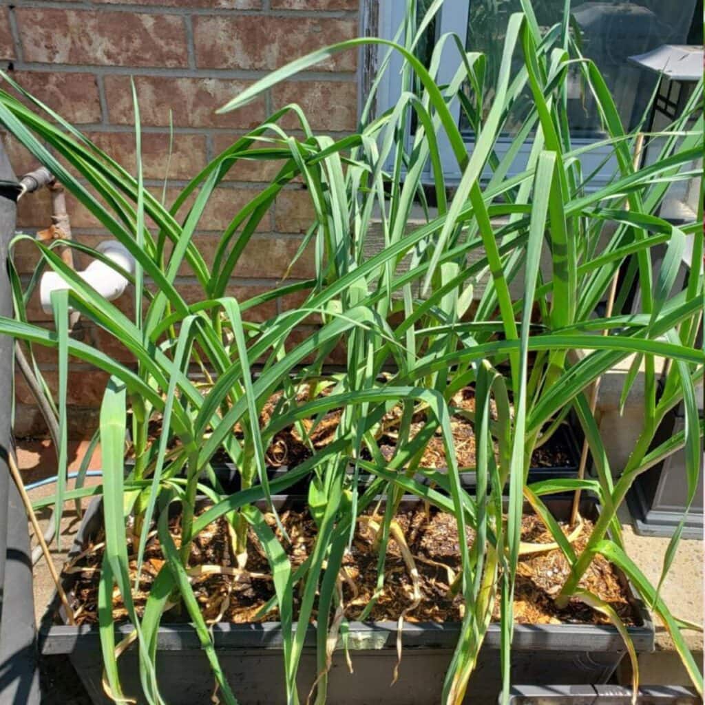 How to Plant and Grow Garlic: The Ultimate Guide ~ Homestead and Chill