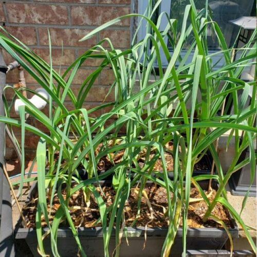 How to Plant and Grow Garlic: The Ultimate Guide ~ Homestead and Chill