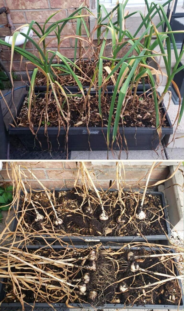 How to Plant and Grow Garlic: The Ultimate Guide ~ Homestead and Chill