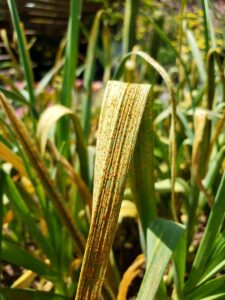 How to Plant and Grow Garlic: The Ultimate Guide ~ Homestead and Chill