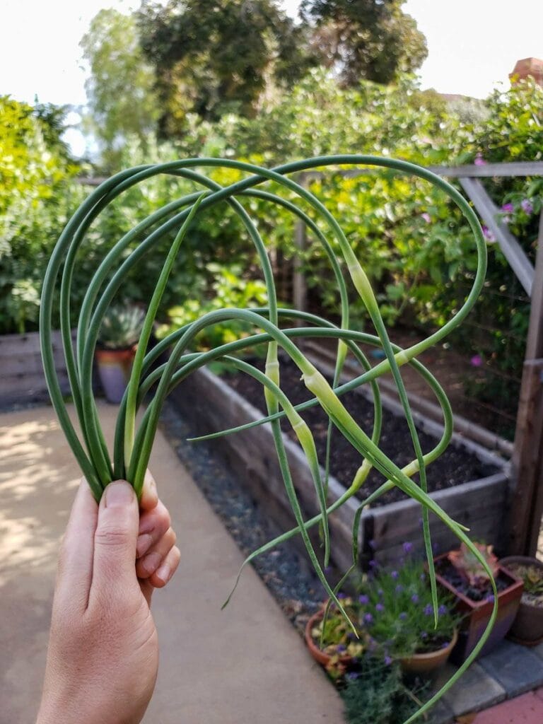 How to Plant and Grow Garlic: The Ultimate Guide ~ Homestead and Chill