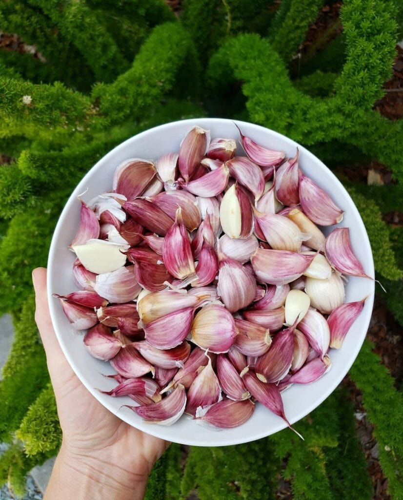 How to Plant and Grow Garlic: The Ultimate Guide ~ Homestead and Chill