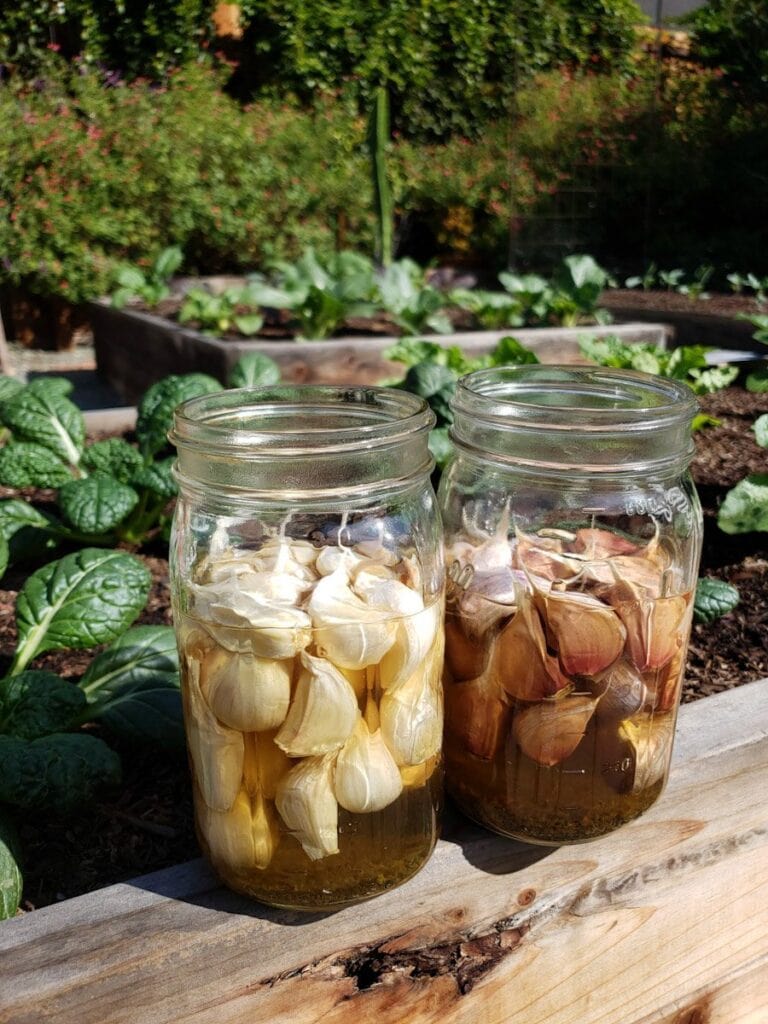 How to Plant and Grow Garlic: The Ultimate Guide ~ Homestead and Chill