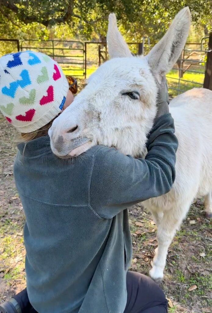 Caring for Mini Donkeys: 13 Important Things Beginners Should Know ~ Homestead and Chill