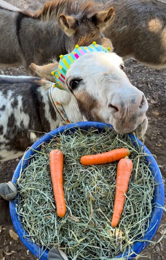 Caring for Mini Donkeys: 13 Important Things Beginners Should Know ...