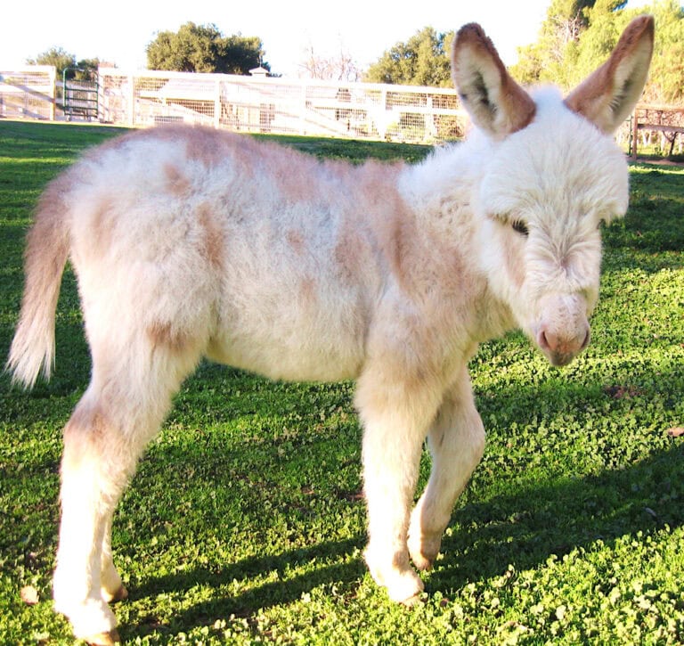 Caring for Mini Donkeys: 13 Important Things Beginners Should Know ...