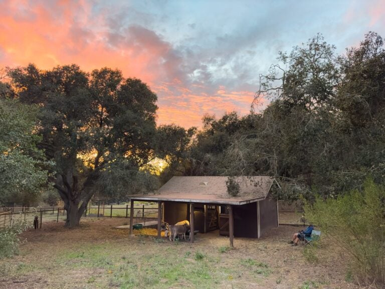 Caring for Mini Donkeys: 13 Important Things Beginners Should Know ...