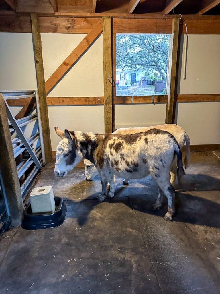 Caring for Mini Donkeys: 13 Important Things Beginners Should Know ...