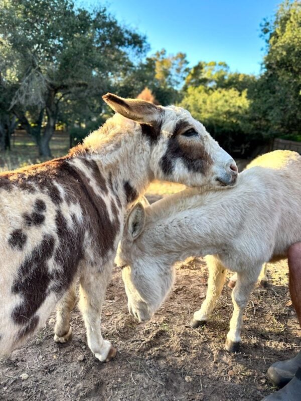Caring for Mini Donkeys: 13 Important Things Beginners Should Know ...
