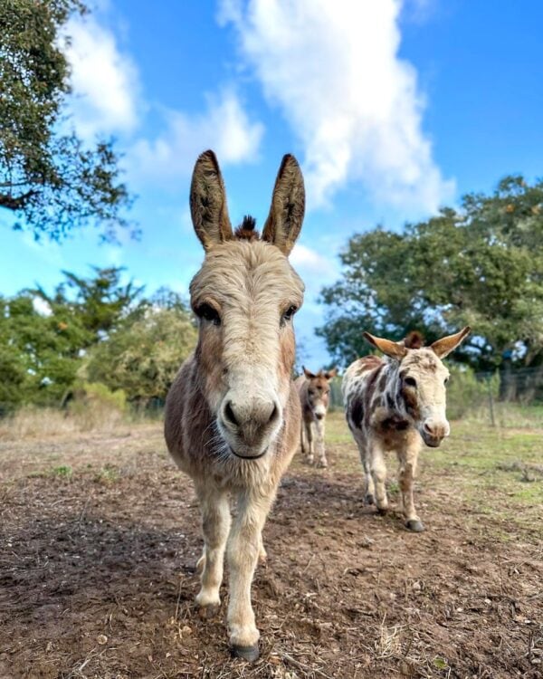 Caring for Mini Donkeys: 13 Important Things Beginners Should Know ...