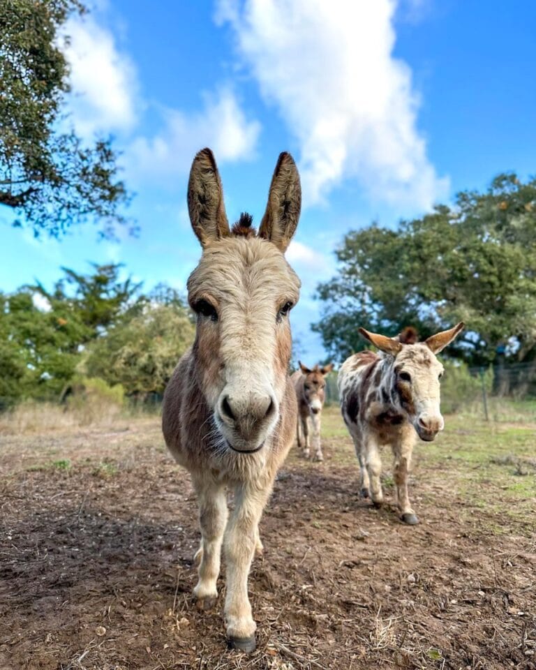 Caring for Mini Donkeys: 13 Important Things Beginners Should Know ...