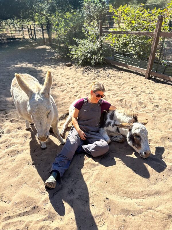 Caring for Mini Donkeys: 13 Important Things Beginners Should Know ...