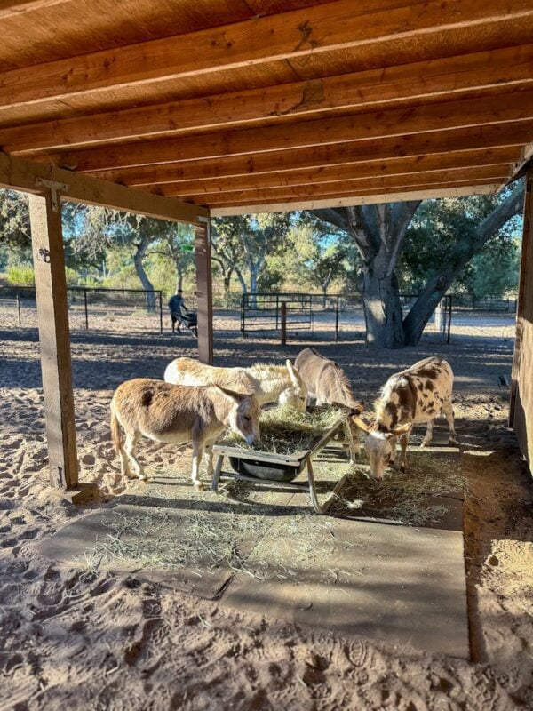 Caring for Mini Donkeys: 13 Important Things Beginners Should Know ...