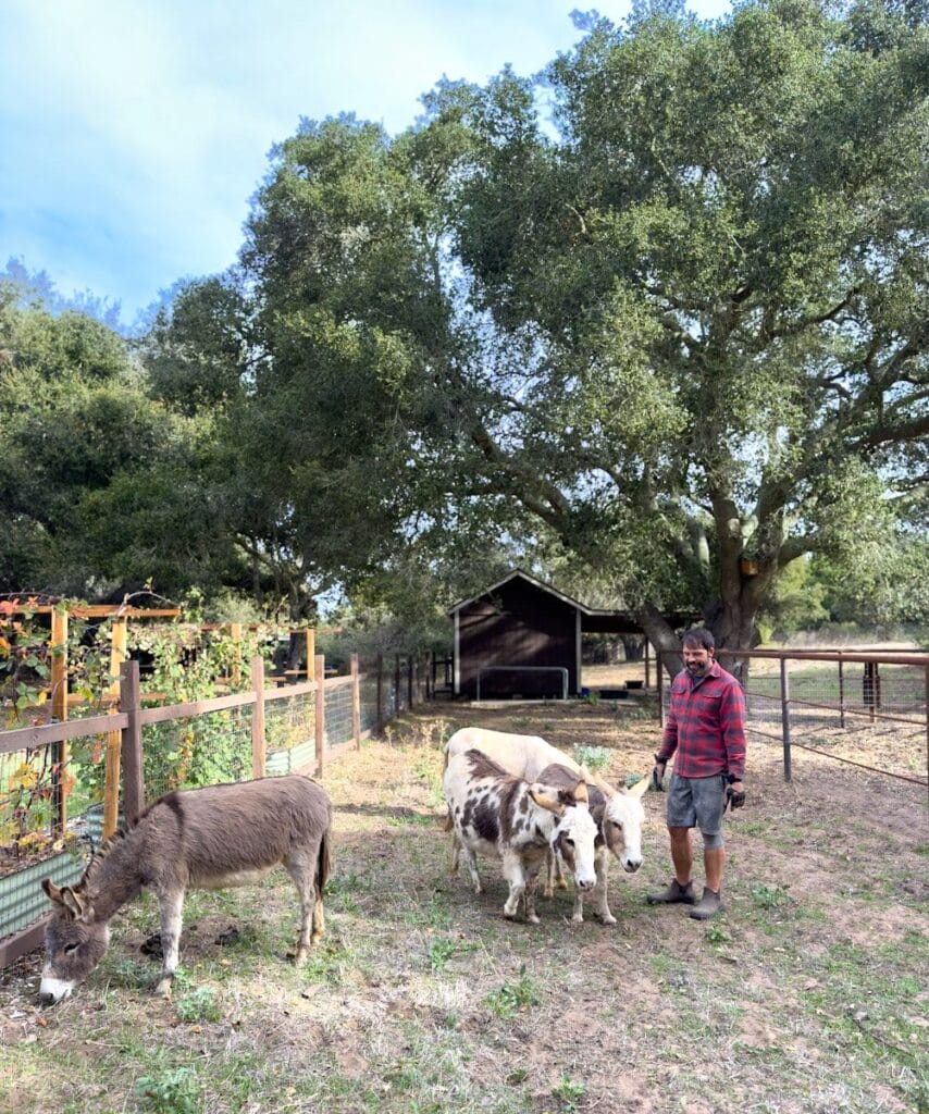 Caring for Mini Donkeys: 13 Important Things Beginners Should Know ...