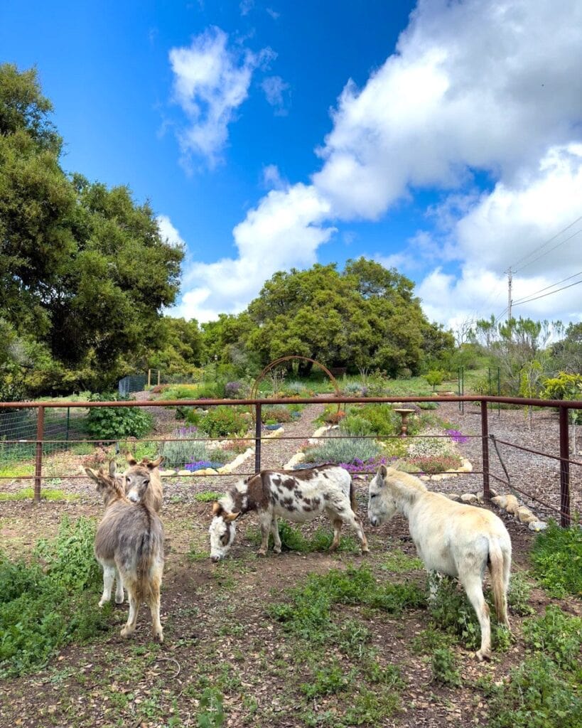 Caring for Mini Donkeys: 13 Important Things Beginners Should Know ...