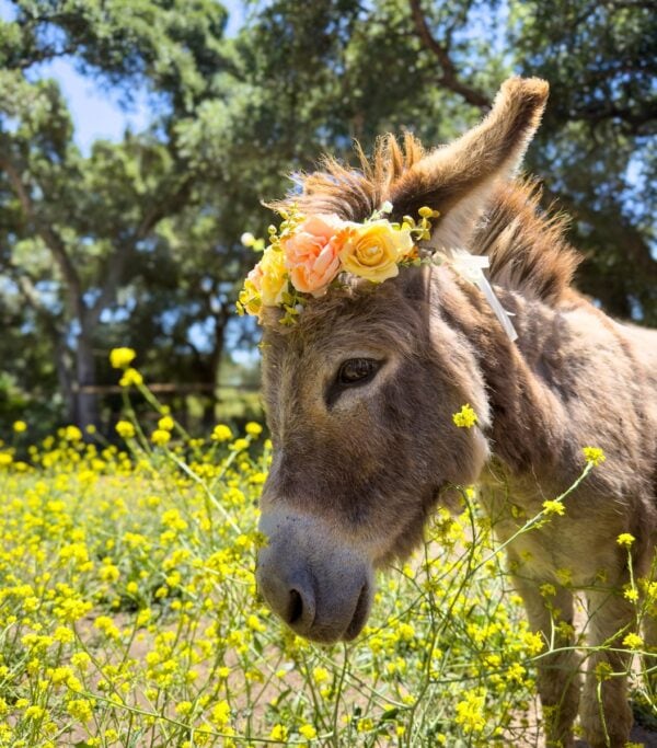 Caring for Mini Donkeys: 13 Important Things Beginners Should Know ...
