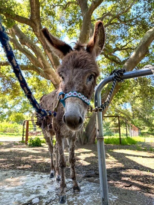 Caring for Mini Donkeys: 13 Important Things Beginners Should Know ...