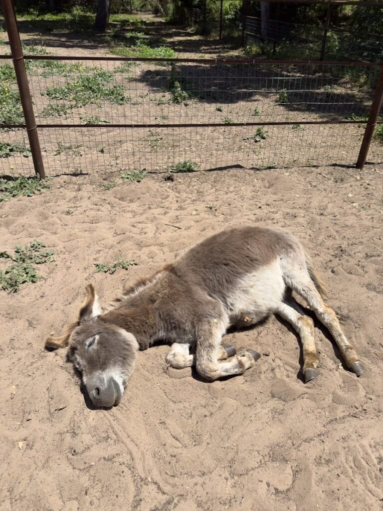 Caring for Mini Donkeys: 13 Important Things Beginners Should Know ...