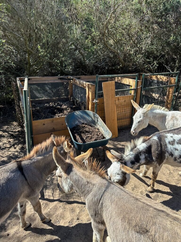 Caring for Mini Donkeys: 13 Important Things Beginners Should Know ...