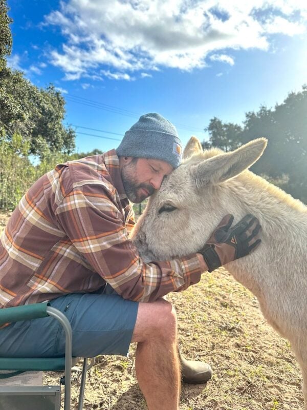 Caring for Mini Donkeys: 13 Important Things Beginners Should Know ...