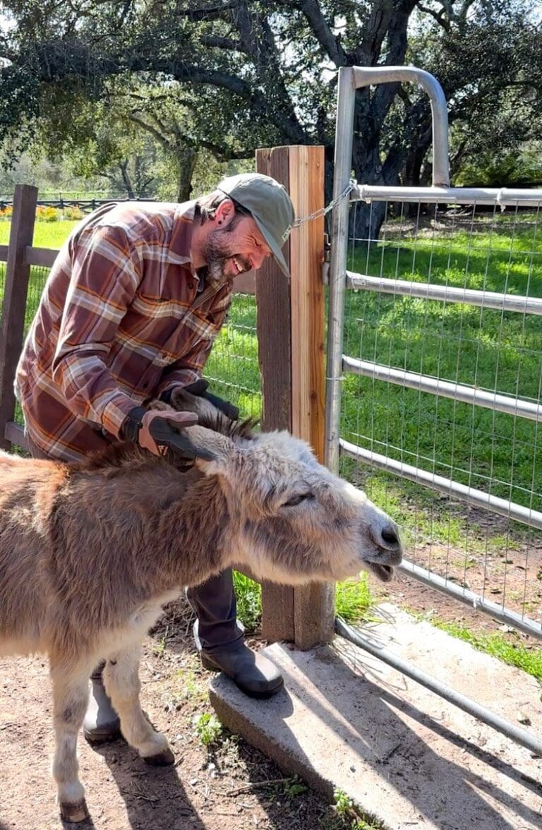 Caring for Mini Donkeys: 13 Important Things Beginners Should Know ...