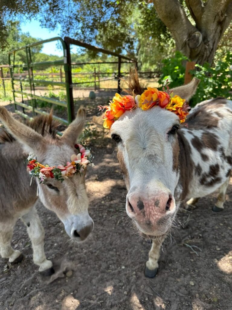 Caring for Mini Donkeys: 13 Important Things Beginners Should Know ...