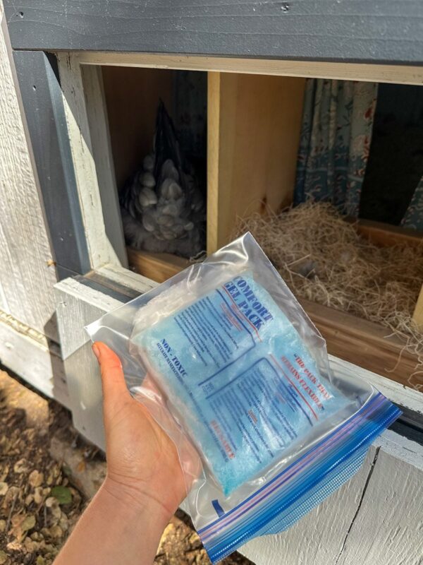 The Best Way to Break a Broody Hen (and How to Prevent It) ~ Homestead ...